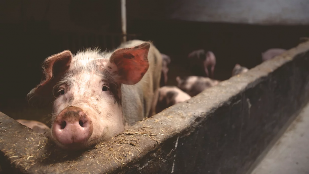 To Prevent an Epidemic, Stop Feeding Food Waste to Pigs・Circular Taiwan ...